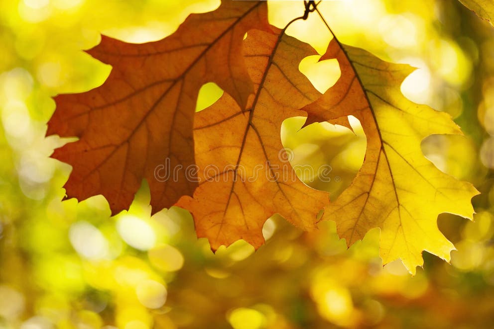 Idyllic Autumn Scene, Falling Leaves Stock Image - Image of botany ...