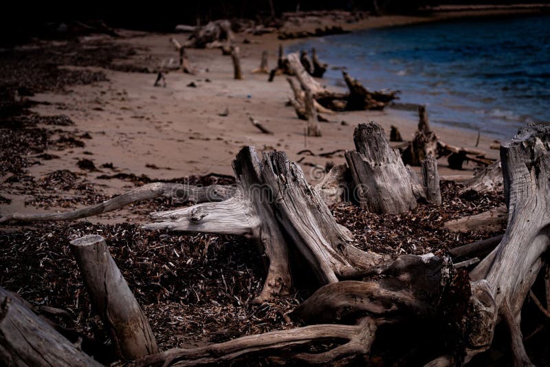 Idyllic Beach Scene Featuring Various Logs Scattered Across the ...