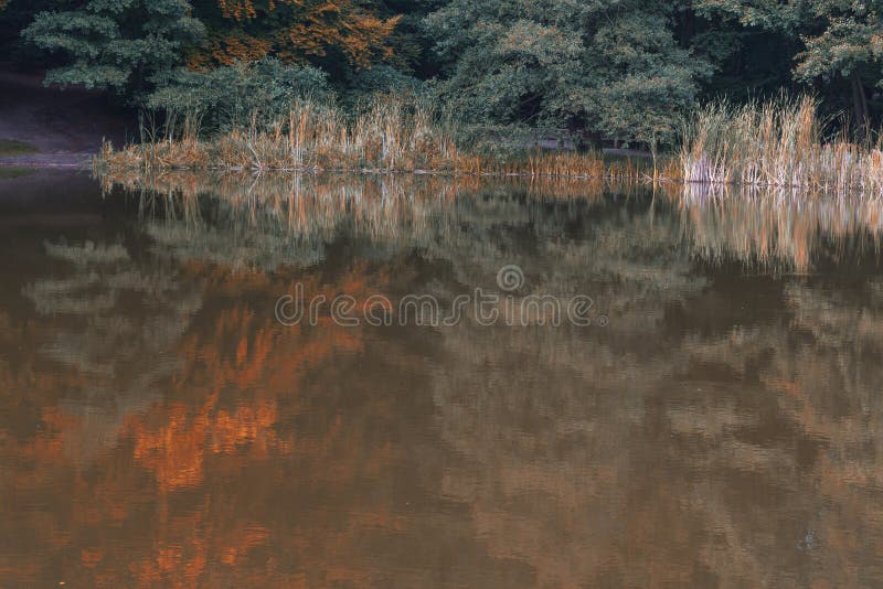 Idyllic Calm Pond Landscape in the Forest. Stock Photo - Image of leaf ...
