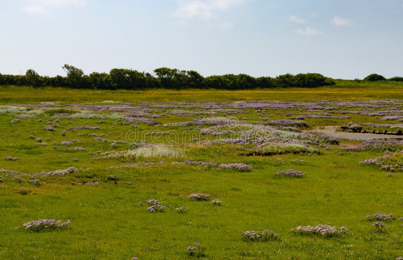 Idyllic Colorful Landscape with Violet Flowers Stock Image - Image of ...