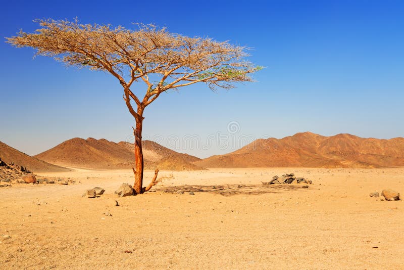 Idyllic Desert Scenery with Single Tree Stock Image - Image of blue ...