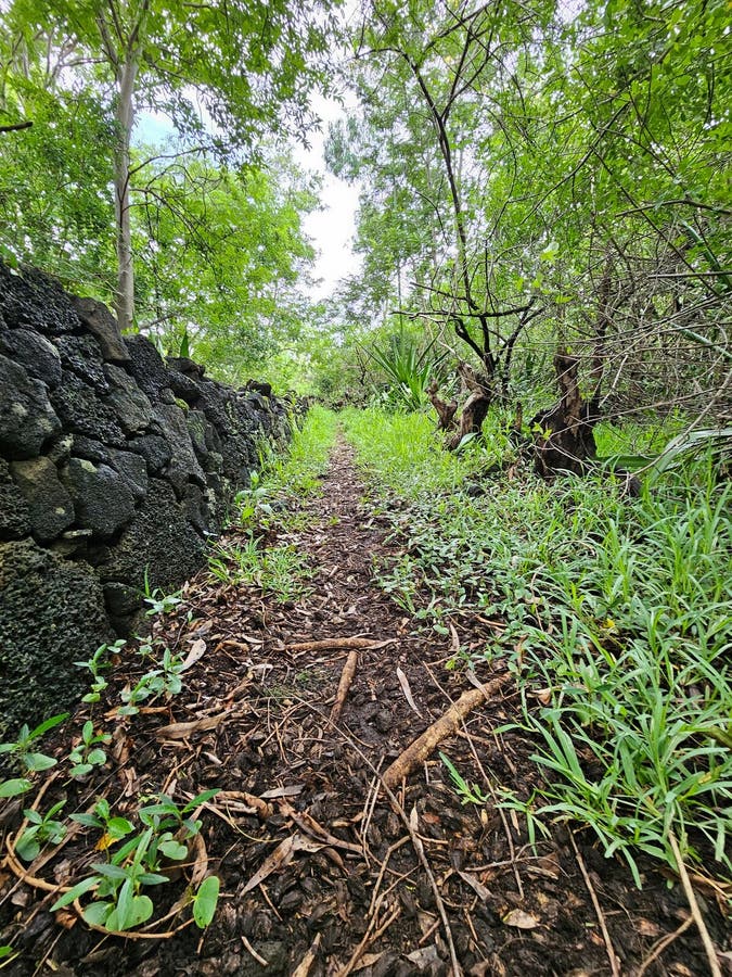 Idyllic Dirt Pathway Winds through a Tranquil Landscape Featuring Lush ...