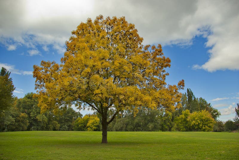 A Lone Tree in Field at Twilight Stock Photo - Image of night, clear ...