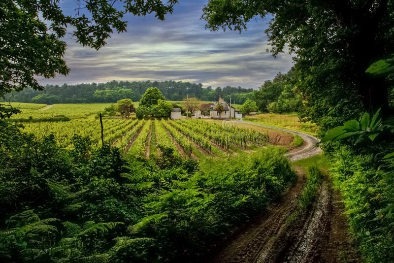 Idyllic farm stock photo. Image of scene, europe, vineyards - 90278330