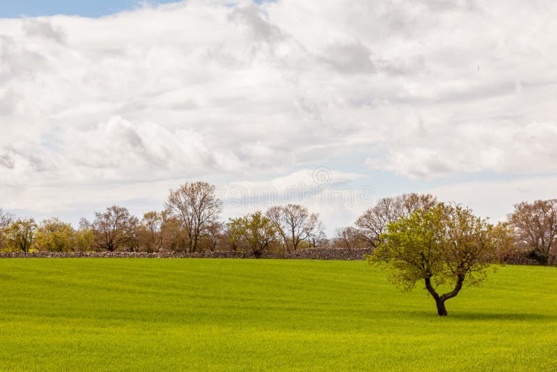 Idyllic field with tree stock photo. Image of clouds - 39488882
