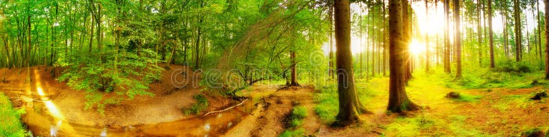 Forest with Brook and Bright Sun Stock Photo - Image of gorgeous ...