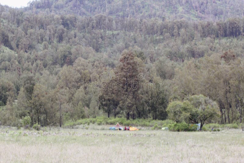 Camping Tents Setup Lush Green Forest Stock Photos - Free & Royalty ...
