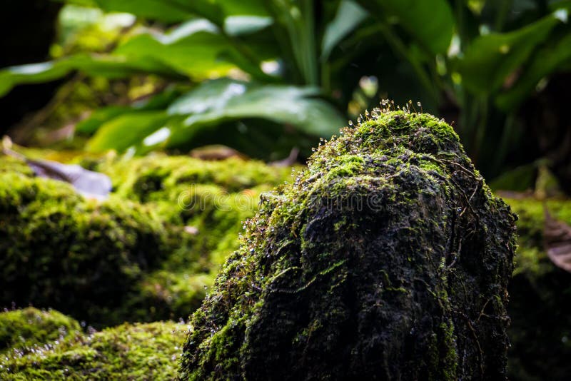 Idyllic Forest Landscape with Mossy Stone Stock Image - Image of orange ...