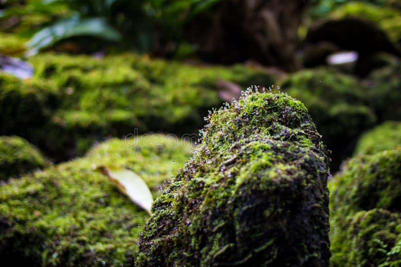Idyllic Forest Landscape with Mossy Stone Stock Image - Image of sunset ...