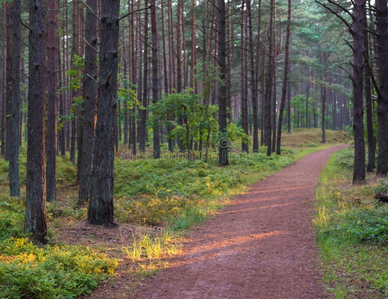 The Idyllic Forest Path in the Morning Stock Image - Image of adventure ...
