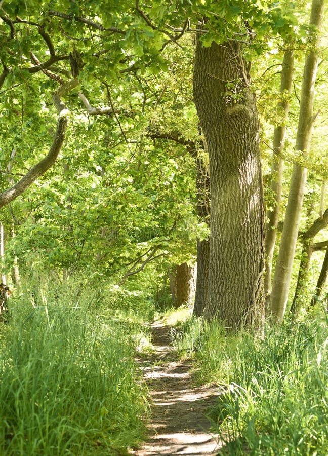 Idyllic Forest Path with Natural Steps Stock Image - Image of beech ...