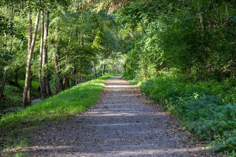 Idyllic Forest Path: Perfect for a Relaxing Walk Stock Image - Image of ...