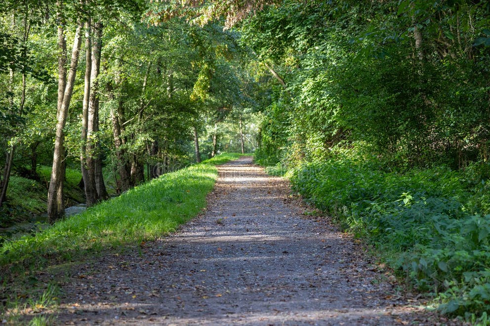 Idyllic Forest Path: Perfect for a Relaxing Walk Stock Image - Image of ...