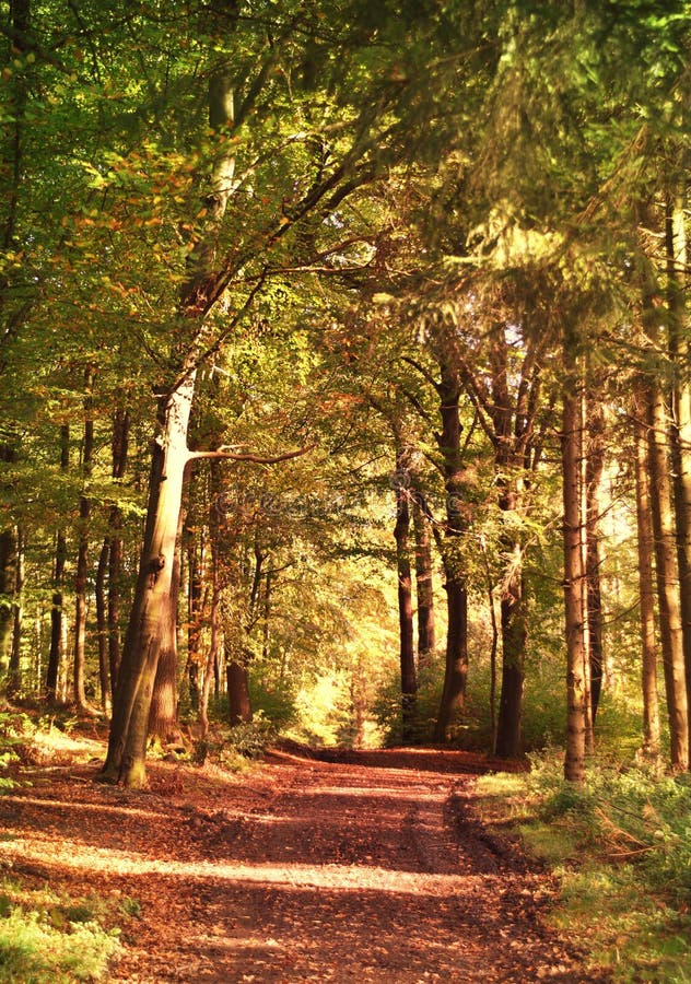 The Idyllic Forest Path in the Morning Stock Image - Image of adventure ...