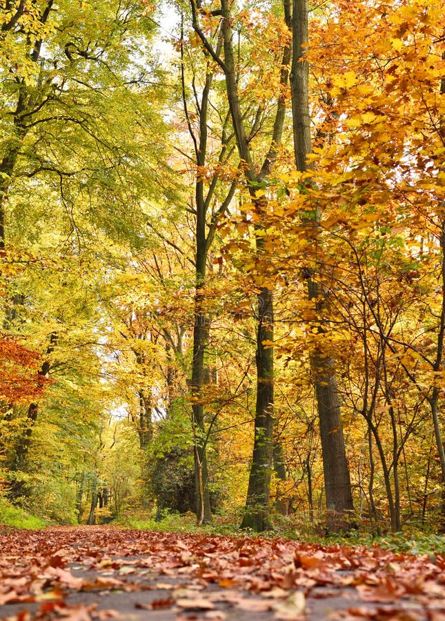 Idyllic forest path stock photo. Image of environment - 74045134