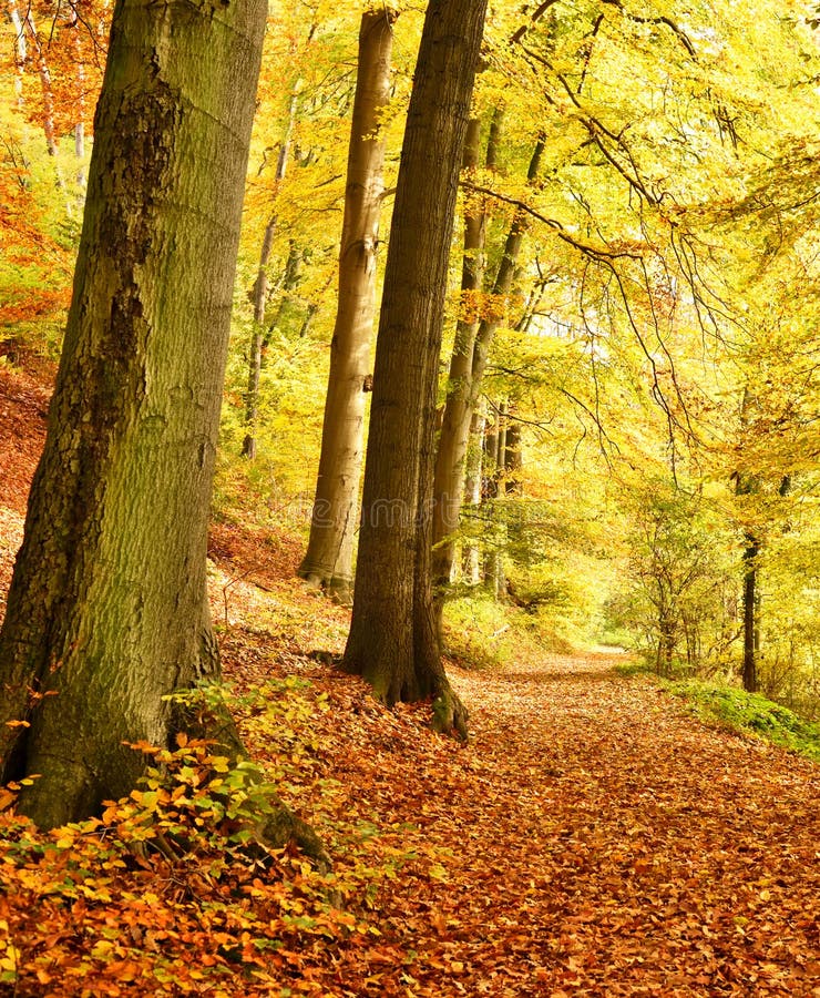 Idyllic forest path stock photo. Image of orange, footpath - 74045272