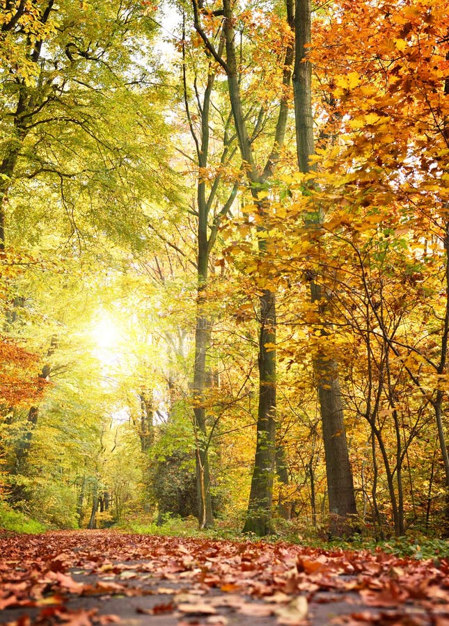 The Idyllic Forest Path in the Morning Stock Image - Image of adventure ...