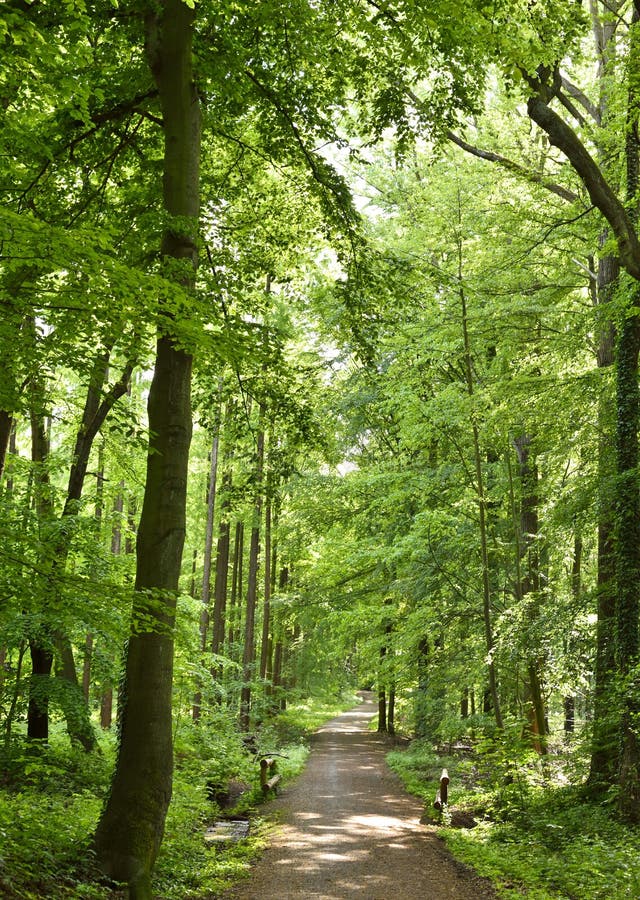 The Idyllic Forest Path in the Morning Stock Image - Image of adventure ...
