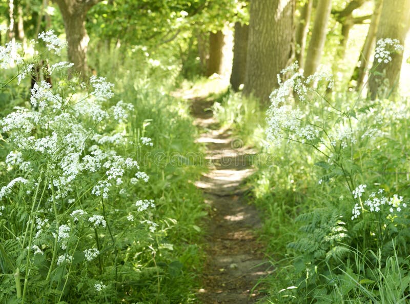 Idyllic forest path stock photo. Image of landscape, space - 74045424