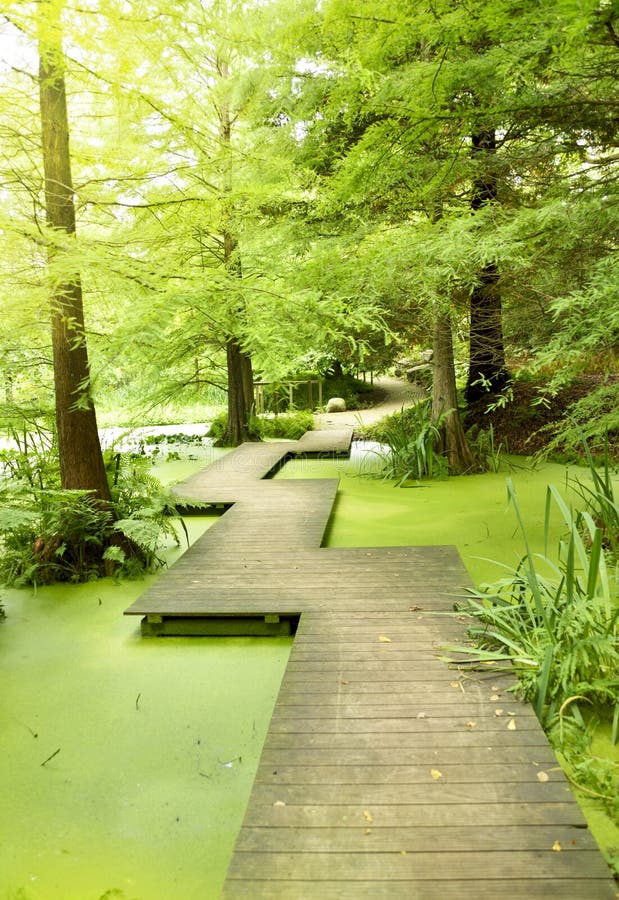 Idyllic forest path stock image. Image of landscaped - 74047759