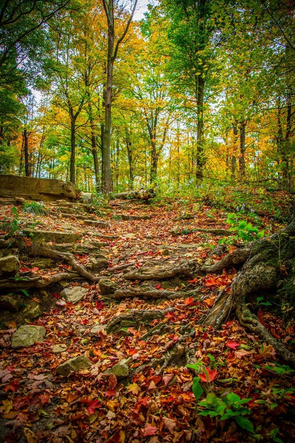Idyllic Forest Scene Featuring a Patch of Vibrant Green Leaves on the ...