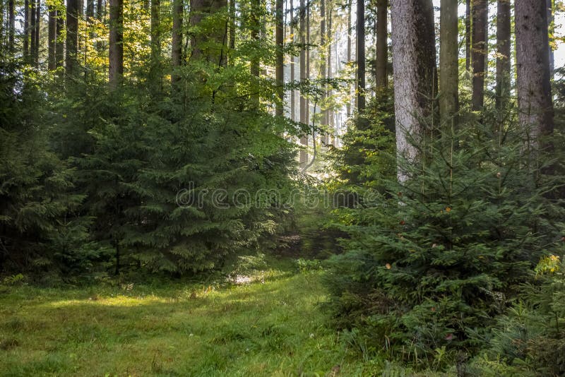 Idyllic Forest Scenery at Autumn Time Stock Image - Image of leaf ...