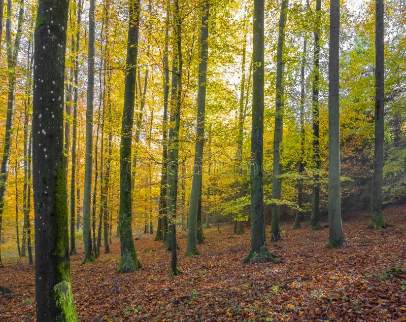 Idyllic forest path stock photo. Image of landscape, space - 74045424