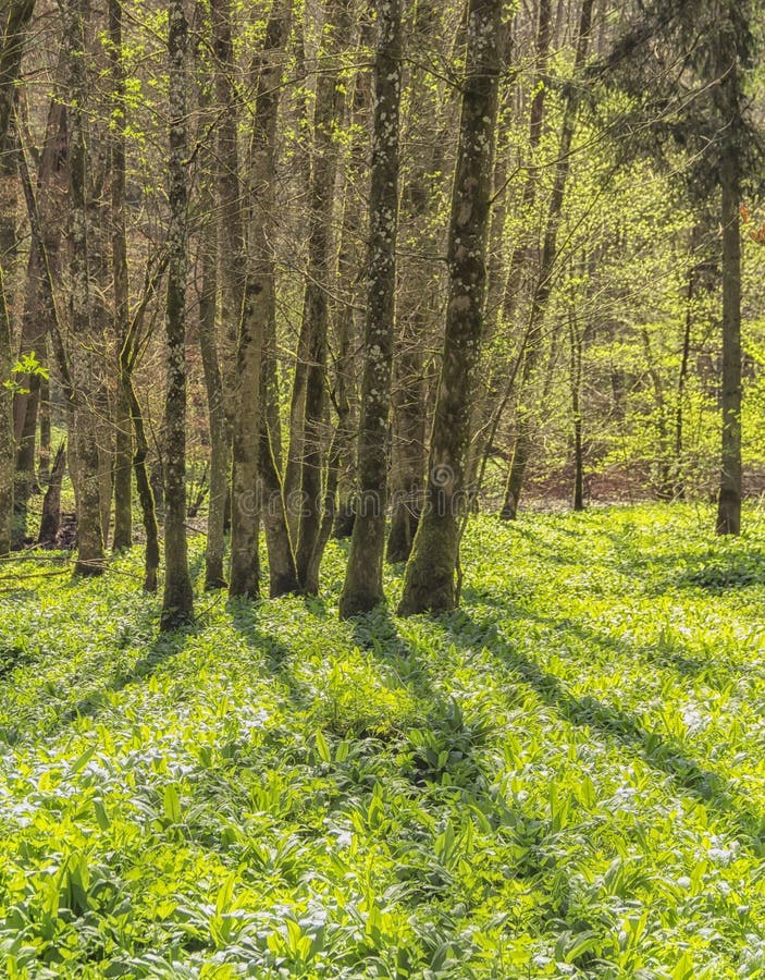 The Idyllic Forest Path in the Morning Stock Image - Image of adventure ...