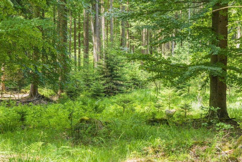 Idyllic forest scenery stock photo. Image of plant, overgrown - 106145062