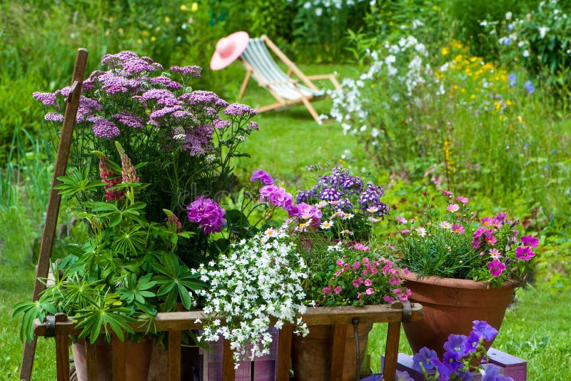 Idyllic garden stock image. Image of daisies, purple - 32238979