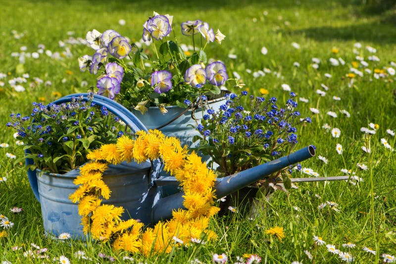 Idyllic garden stock photo. Image of pansies, wreath - 40291196