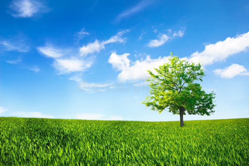 Idyllic landscape stock image. Image of wheat, field, weather - 7282115