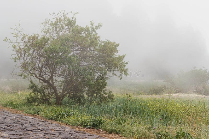 Idyllic Landscape Featuring a Single Tree Shrouded in a Peaceful Fog ...