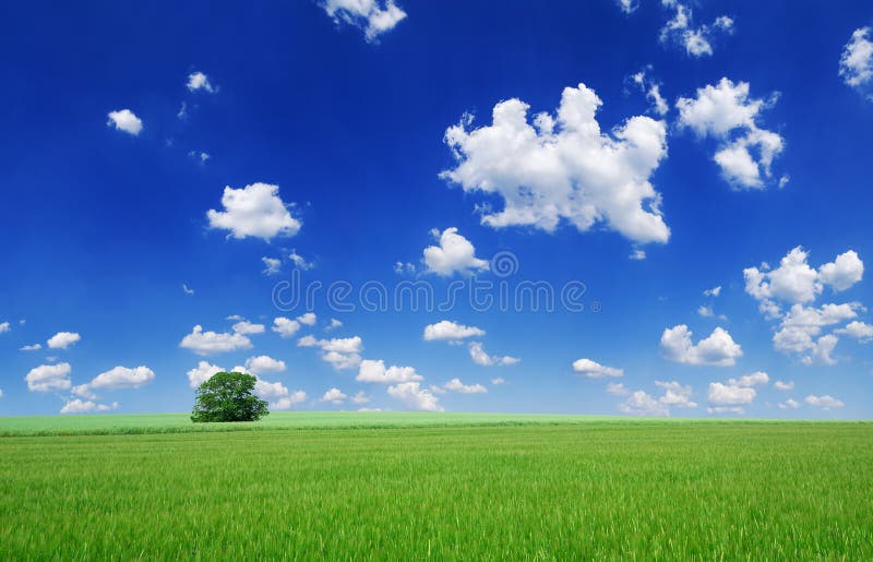 Idyllic Landscape, Lonely Tree among Green Fields Stock Photo - Image ...
