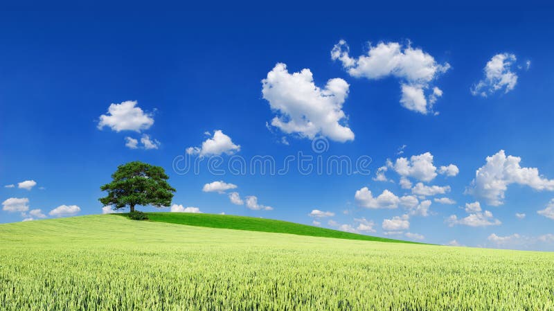 Idyllic Landscape, Lonely Tree among Green Fields Stock Photo - Image ...
