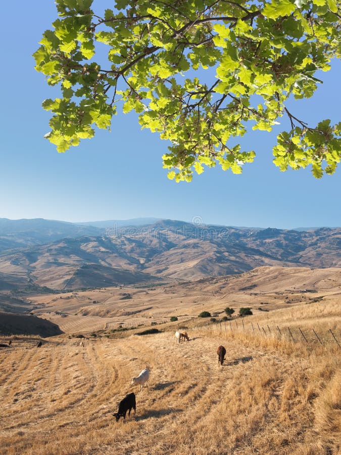 Idyllic Landscape with Oak Frond Stock Image - Image of farming ...