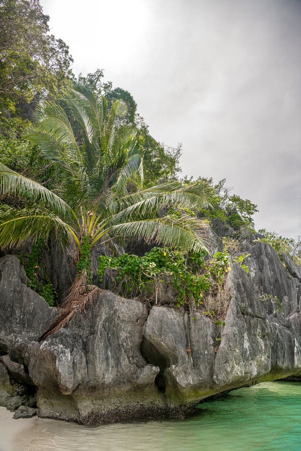 Idyllic Landscape of the Palm Tree and the Grey Limestone Cliffs ...