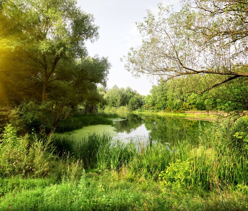 Idyllic landscape stock photo. Image of scene, forest - 33809352