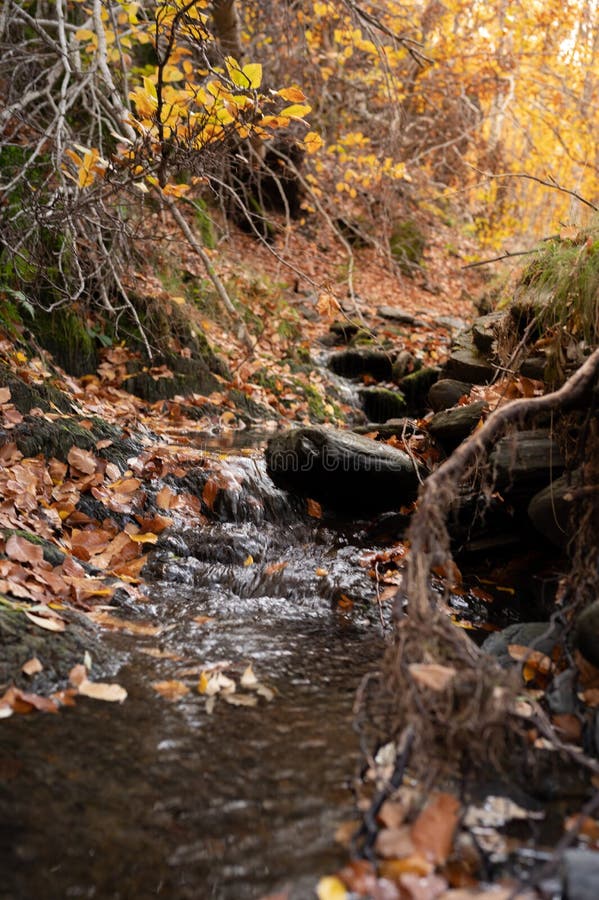 Idyllic Little Creek Covered in Fall Leaves in the Forest Stock Photo ...
