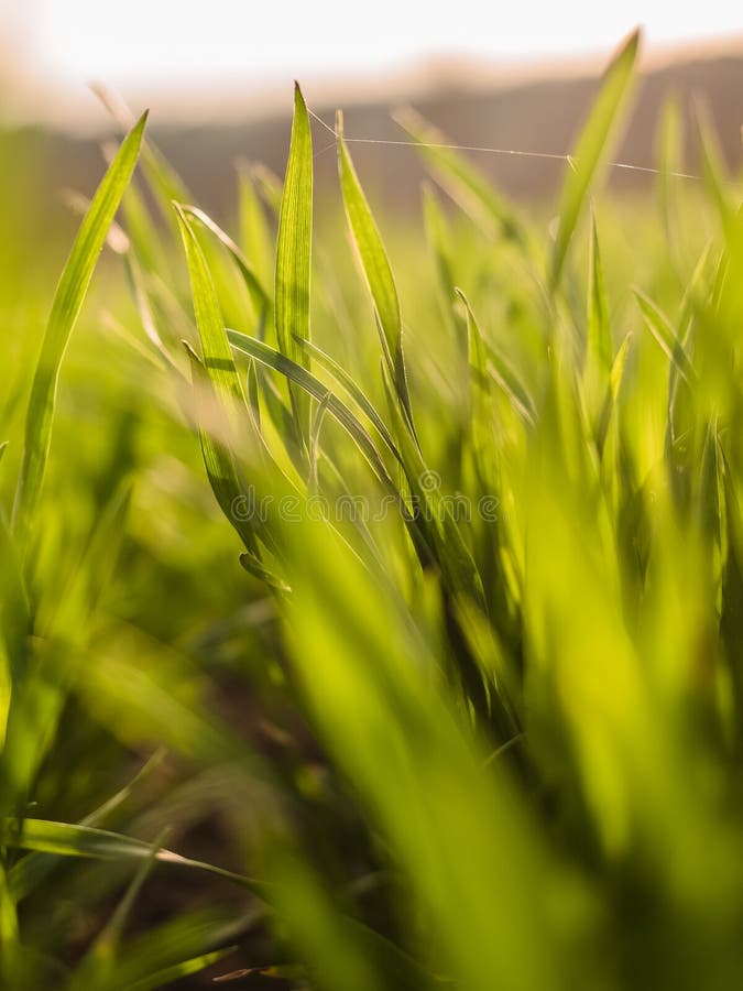 Idyllic Location beside a Lake Stock Photo - Image of shore ...