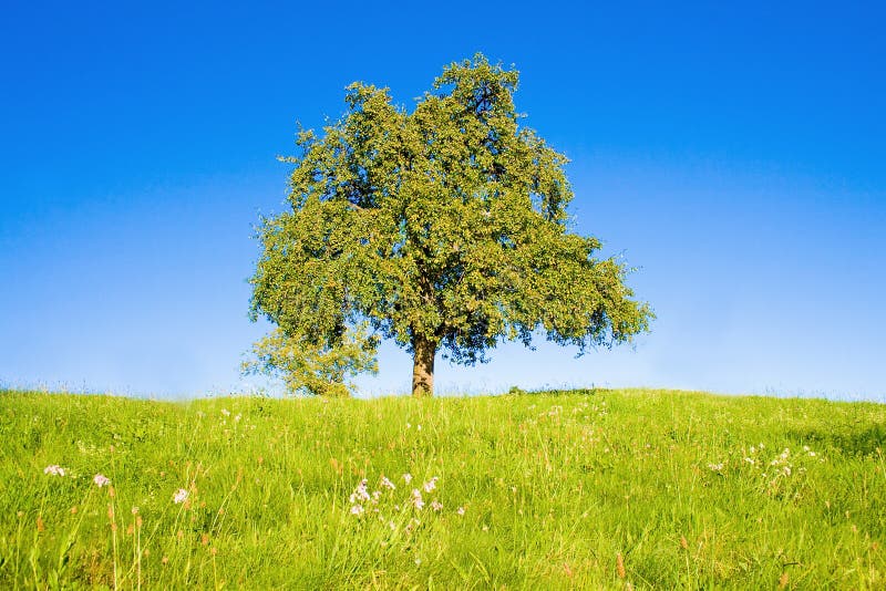 Idyllic meadow with tree stock photo. Image of meadow - 11238318