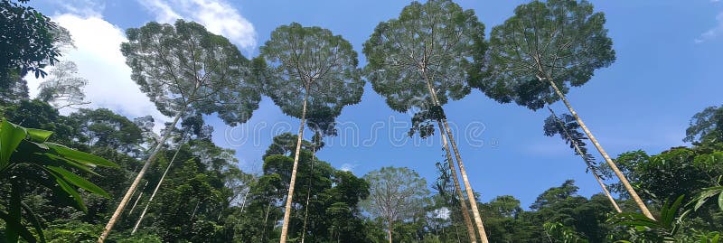 Idyllic Natural Setting Features Towering Trees and a Clear Blue Sky ...