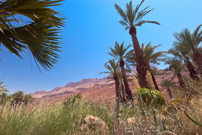 Idyllic oasis in desert stock image. Image of horizontal - 80116541