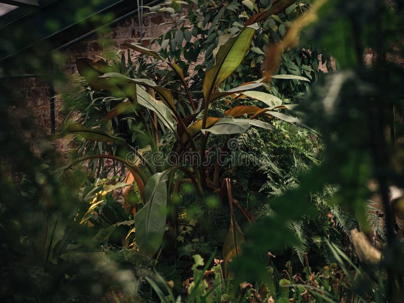 Idyllic Outdoor Garden Featuring an Array of Colorful and Diverse ...