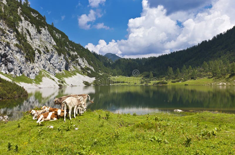 Idyllic Pasture in the Mountains with Cows Stock Image - Image of beef ...