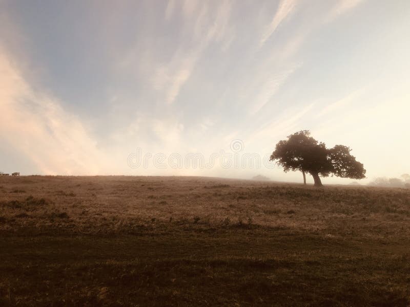 The Tree the Sky and the Field Stock Photo - Image of fruit, idyllic ...