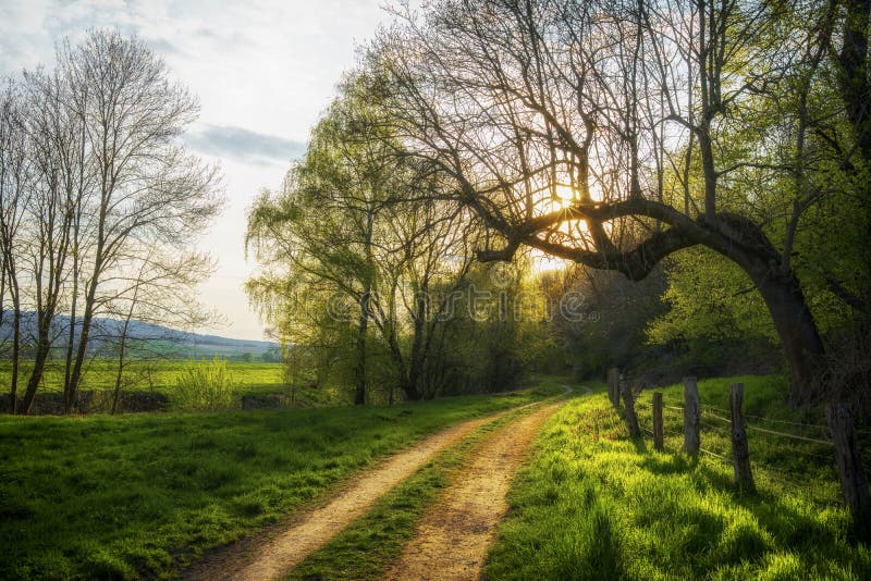 An Idyllic Path in a Forest at Sunset in Spring Stock Image - Image of ...