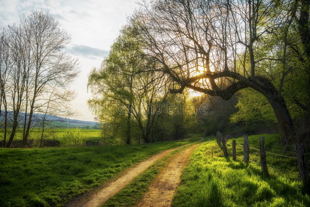 An Idyllic Path in a Forest at Sunset in Spring Stock Image - Image of ...