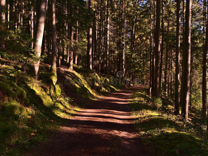 Idyllic Path Leading through Dense Forest with Spruce Trees with an ...