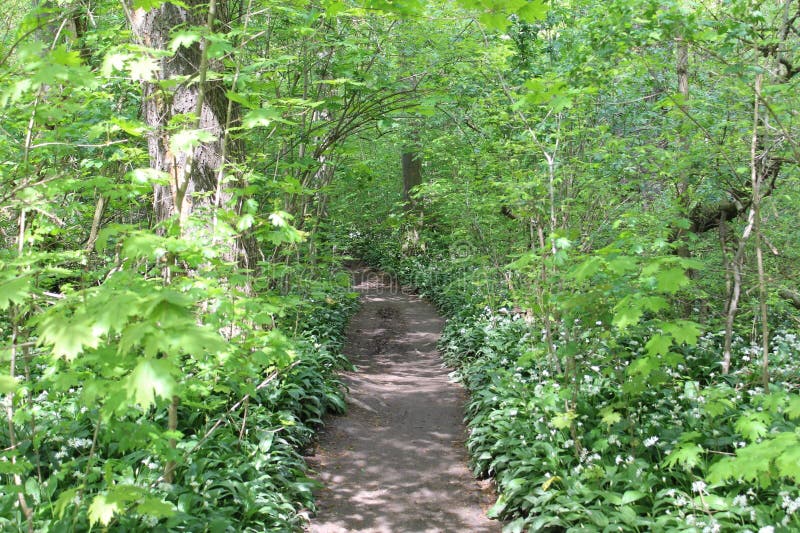 Idyllic Path Meanders through a Vibrant Forest, Surrounded by ...